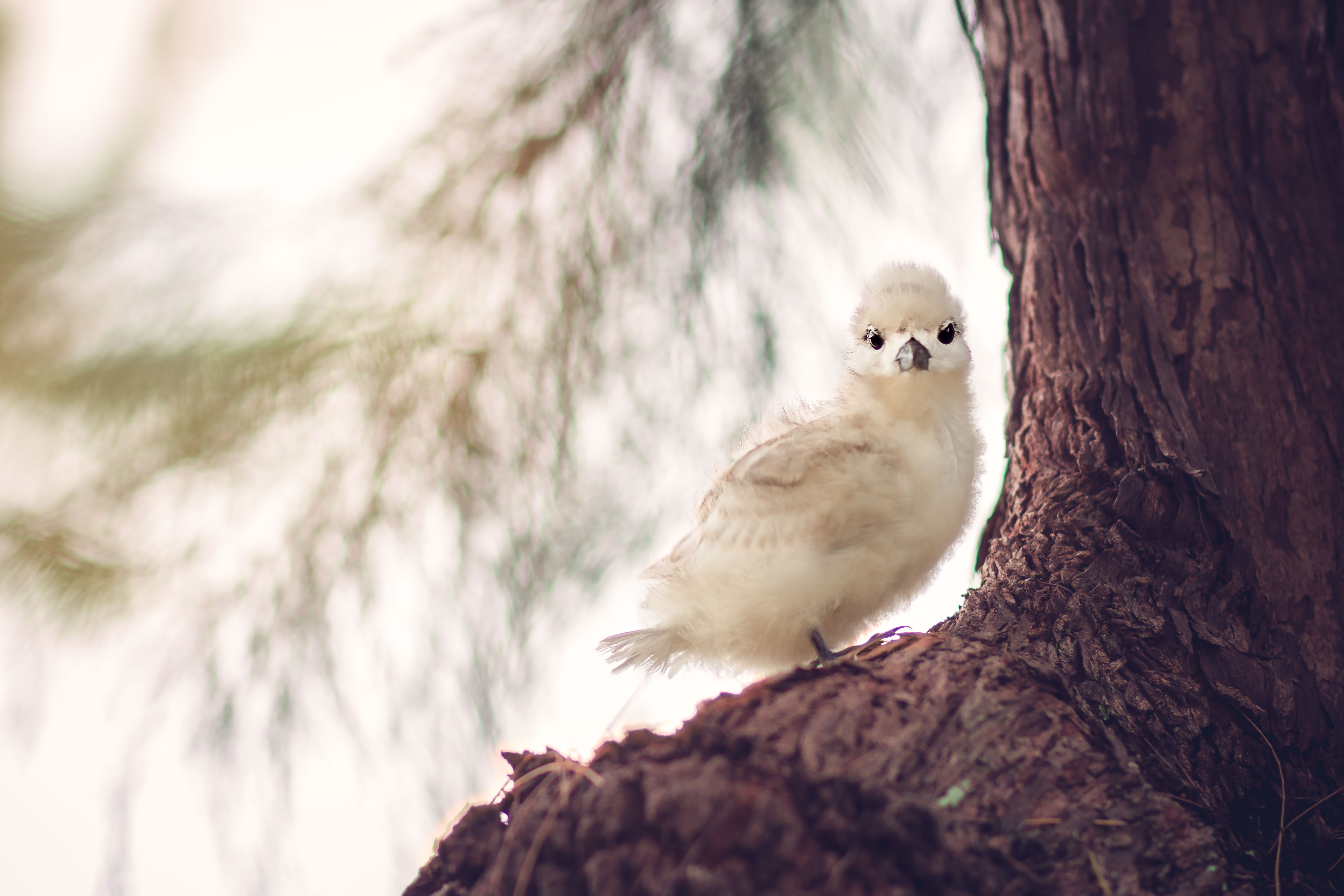 Baby Fairy Tern | Shutterbug